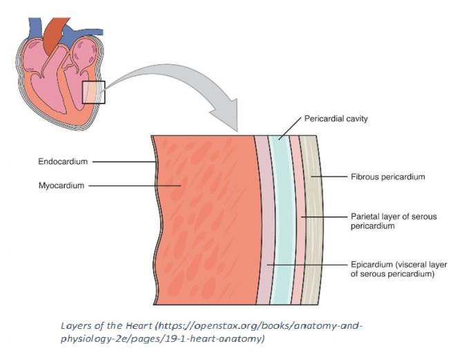 Scleroderma and Heart Conditions Management| PatientsEngage